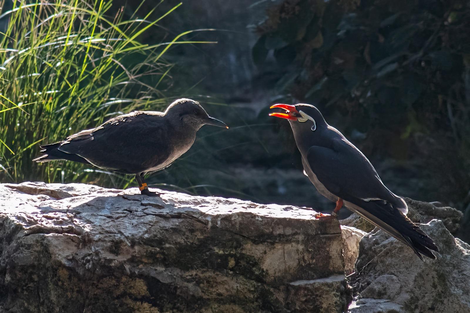 Birdworld team soar to success in zoo licence review - Birdworld