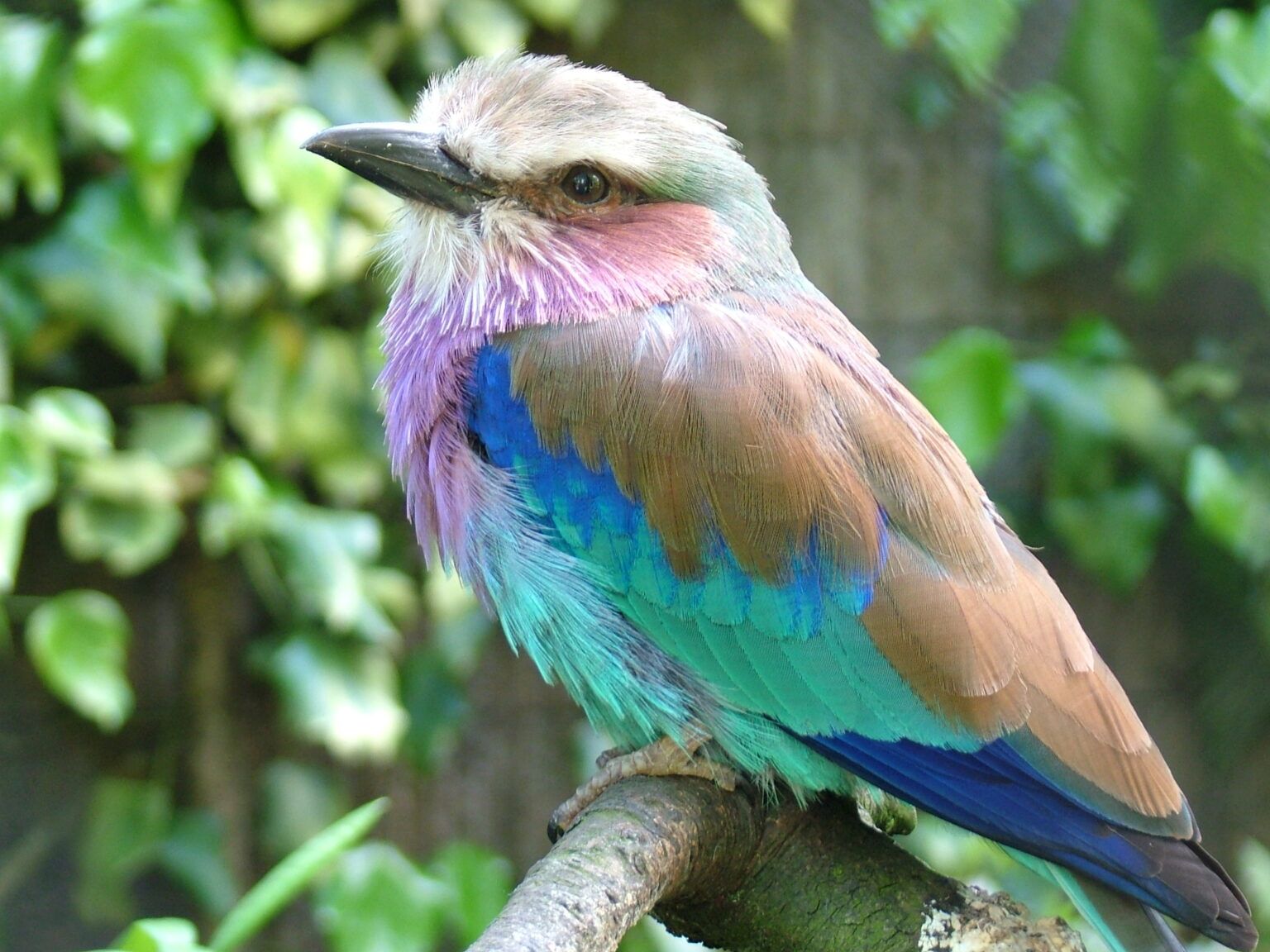 Birdworld’s redevelopment success set to help bird welfare soar - Birdworld